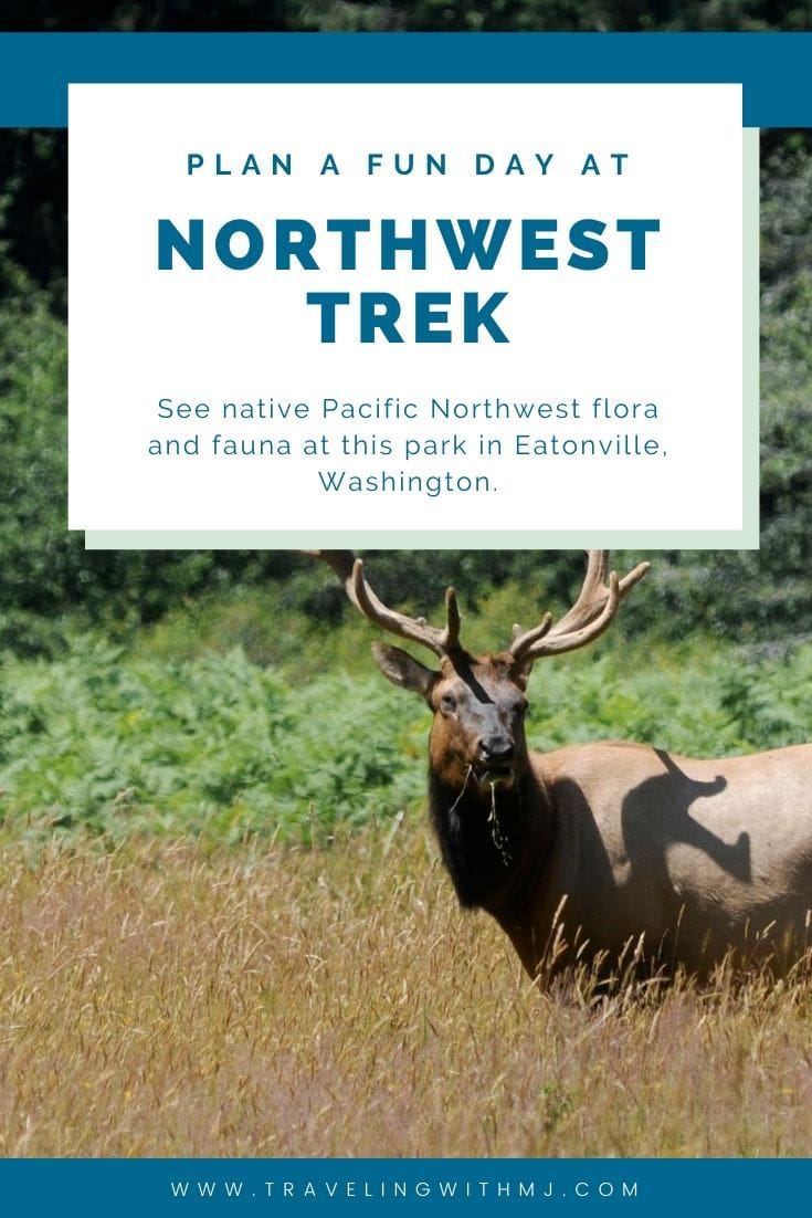 How to Have Fun at Northwest Trek | Traveling with MJTraveling with MJ
