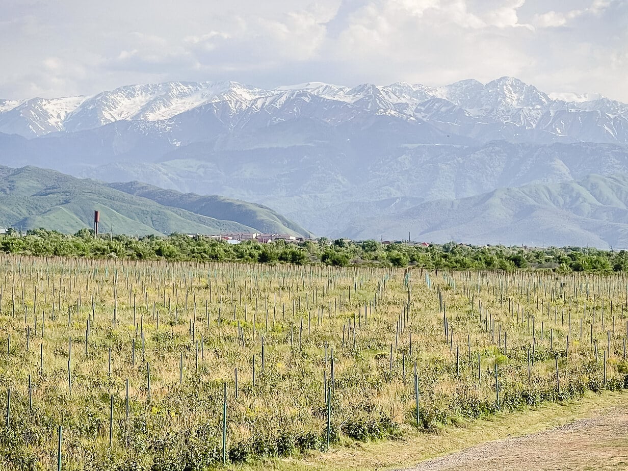 Kazakh Wine: An Introduction to the Wines of Kazakhstan - Traveling with MJ